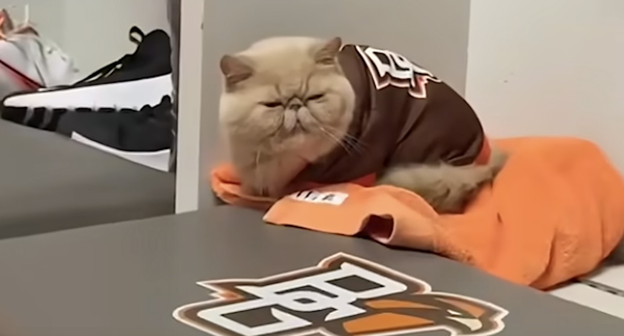 Pudge the Cat: Bowling Green’s Unofficial Football Mascot Winning ...